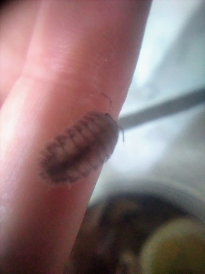 Nesodillo 'Silver Ghost' 12 Count Isopods by TayloredExotics