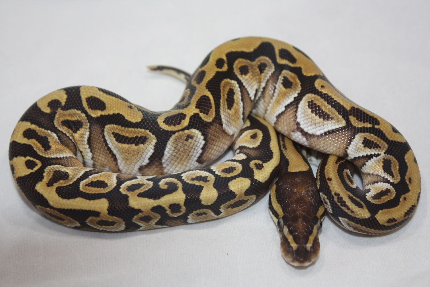 Mojave 50% Het Monsoon (Markers) Ball Python by Taylored Scales and ...