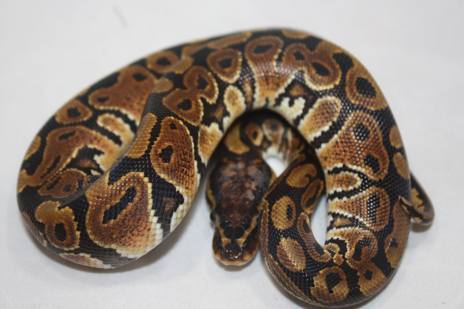 50% Het Monsoon (Markers) Ball Python by Monkey Bottom Reptiles ...