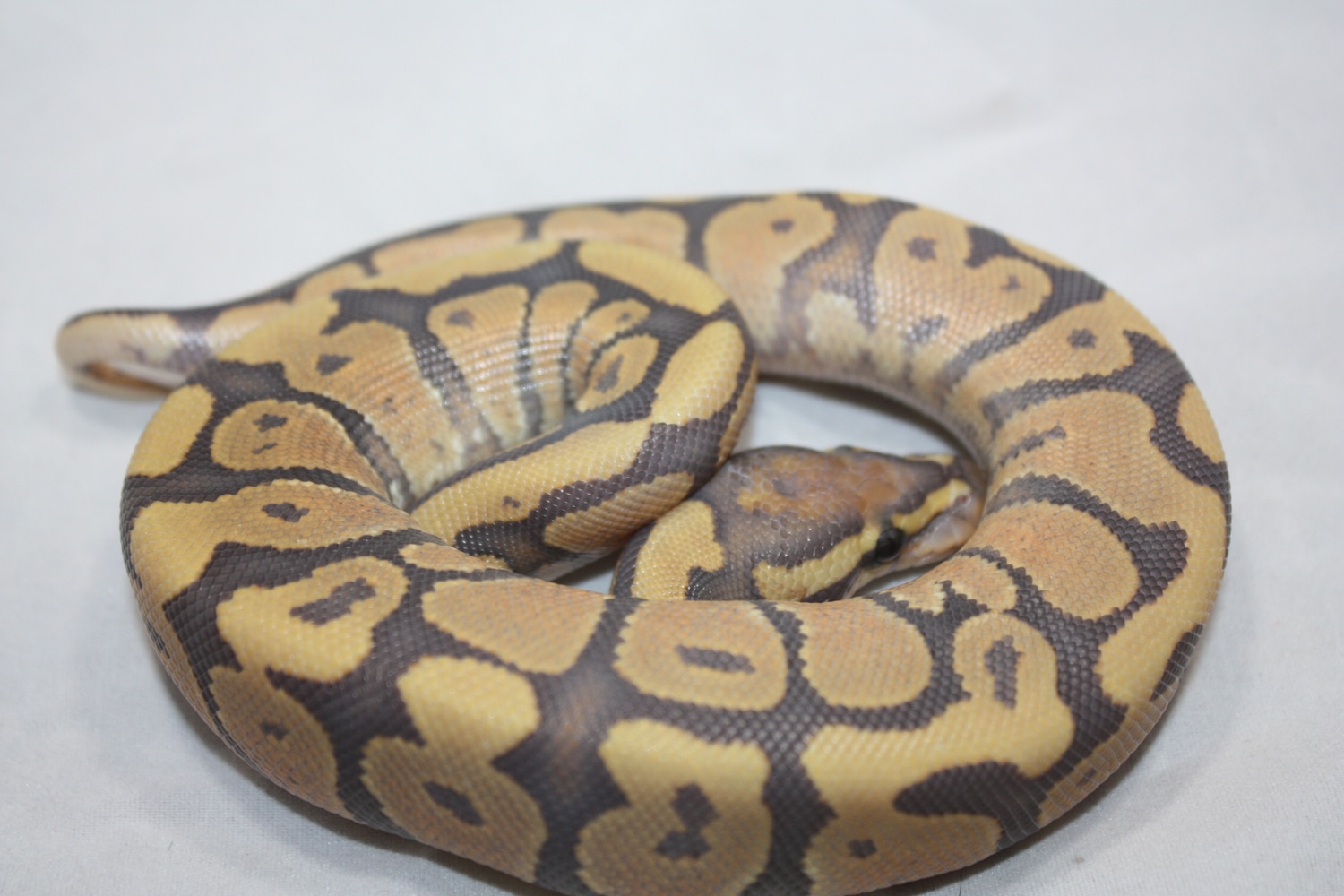 Fire Hypo 66% Het Desert Ghost Ball Python by Taylored Scales and ...