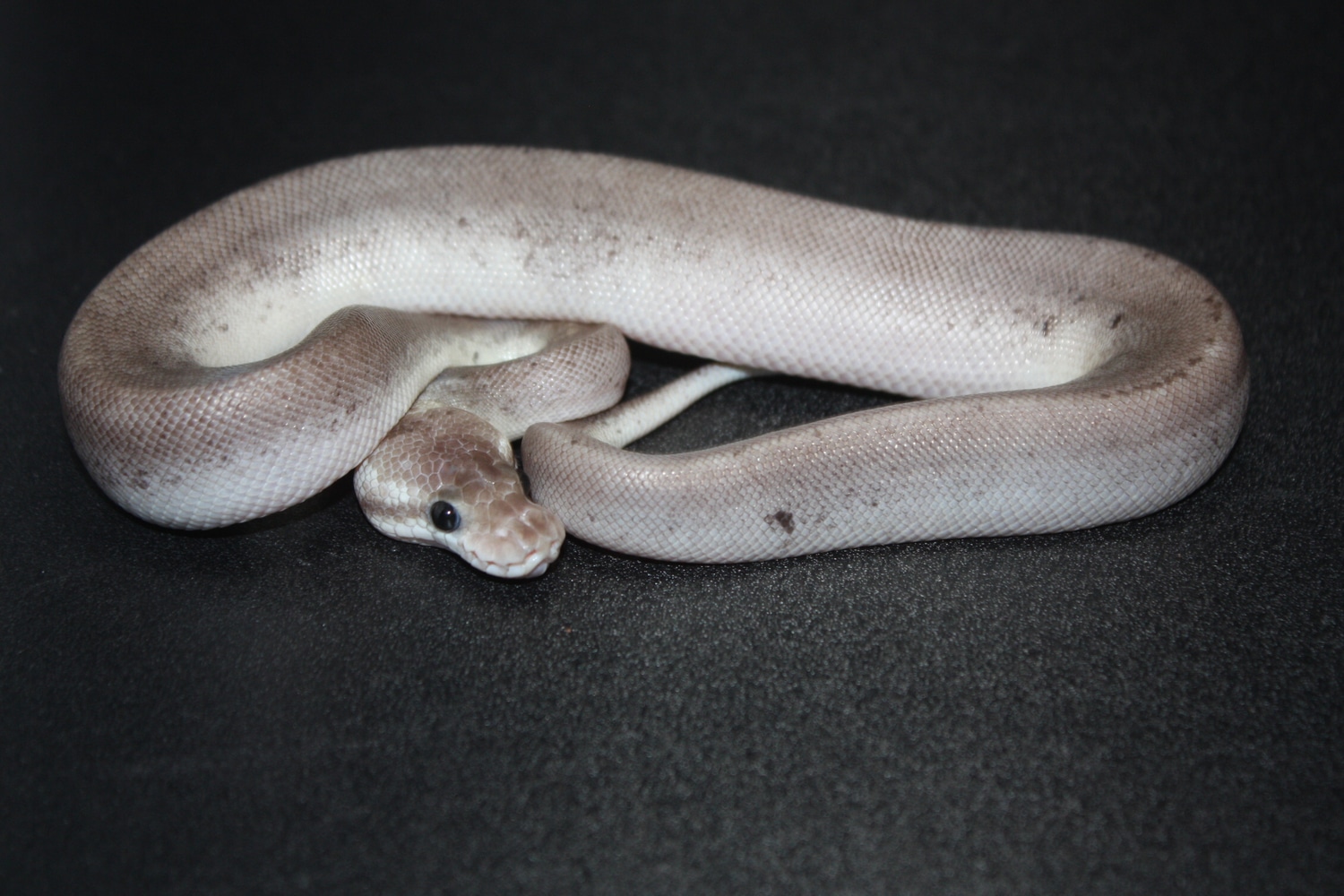 Pastel Super Cinnamon 50% Het Clown (Possible Spider/Leopard) Ball ...