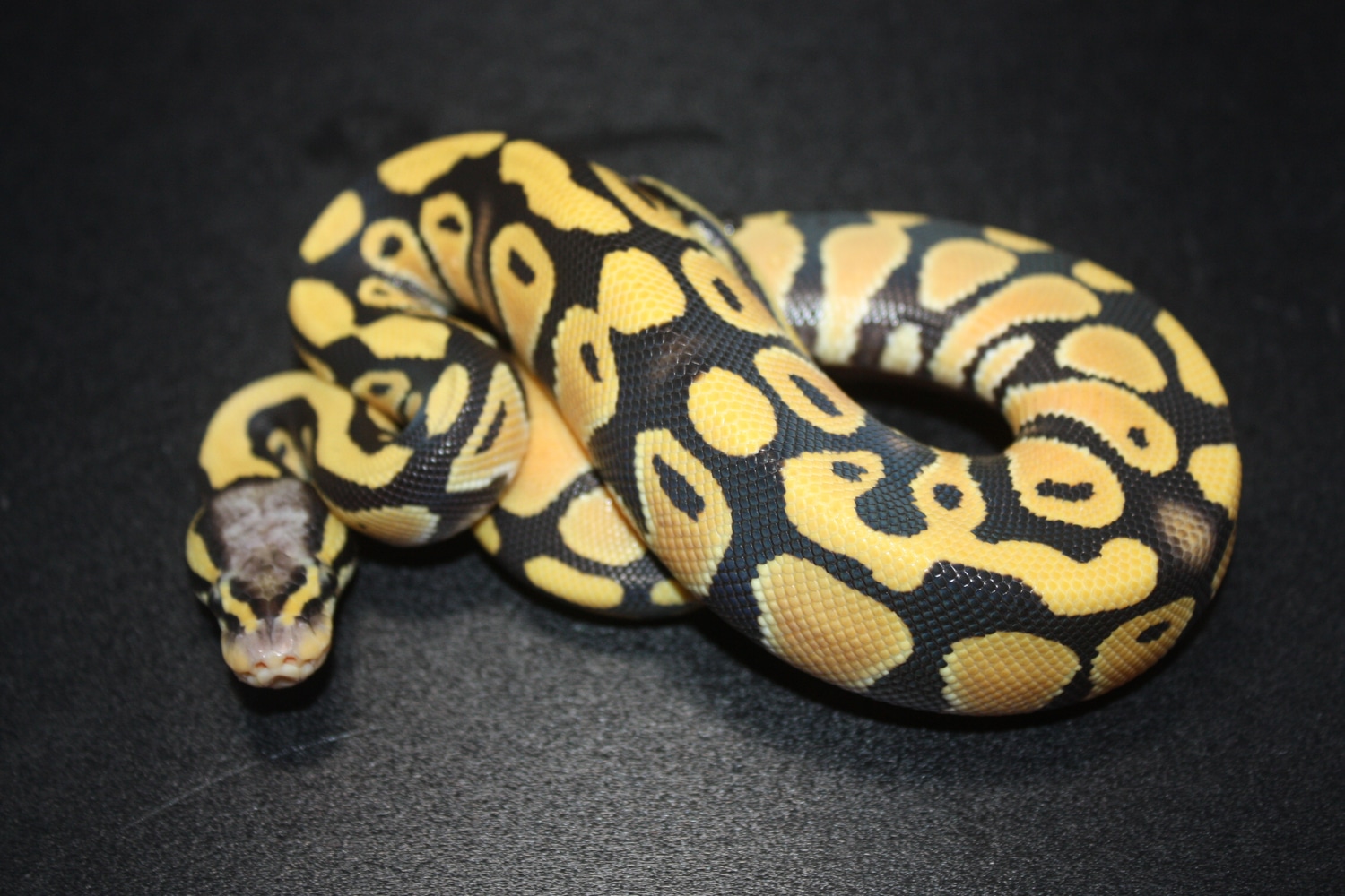 Pastel DG 66% Het Cryptic Ball Python by Taylored Scales and Exotics ...