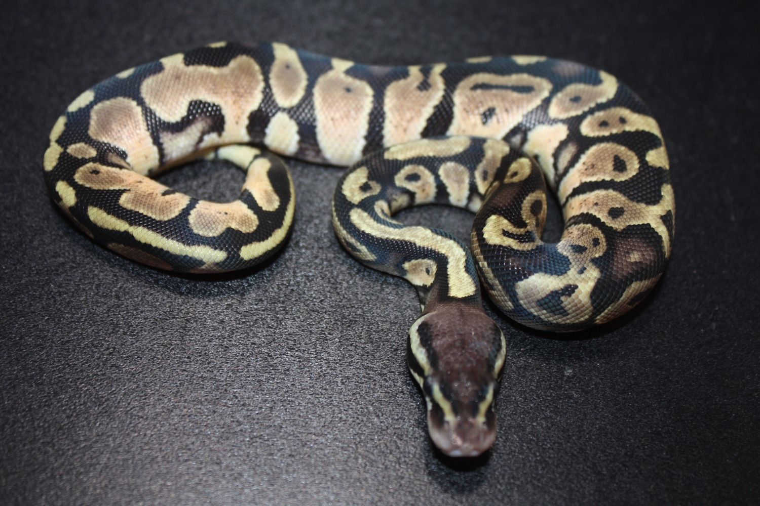 Pastel DH VPI Axanthic/Desert Ghost 50% Het Albino/Cryptic Ball Python ...