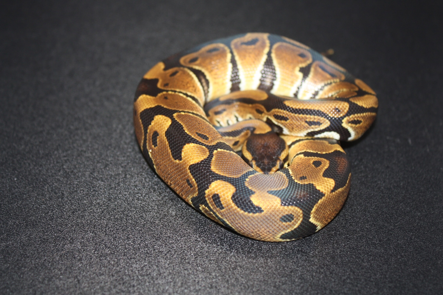 ($50 Shipping Credit) Het Lavender Albino 66% Het Piebald Ball Python ...