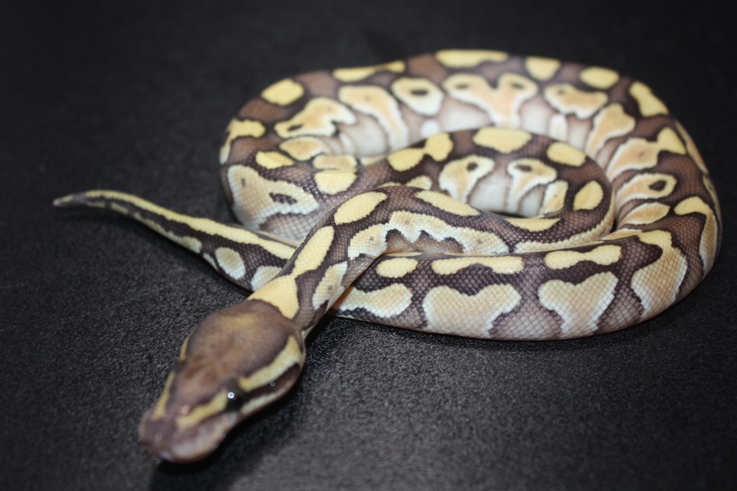 Lesser Yellowbelly 50% Het Clown Ball Python by Monkey Bottom Reptiles ...
