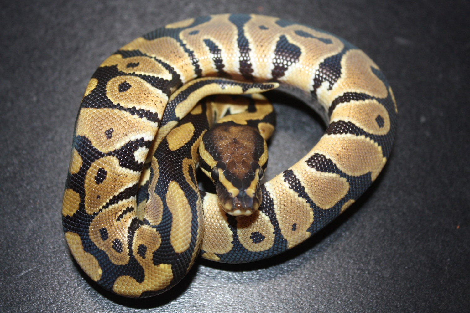($50 Shipping Credit) Het VPI Axanthic 50% Hypo Pos Het Clown,Albino ...