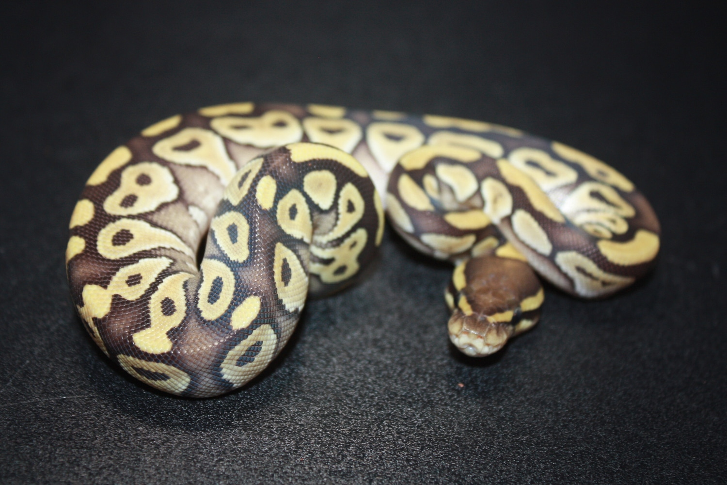 Mojave Het VPI Axanthic 50% Hypo Pos Het Clown/Albino Ball Python by ...
