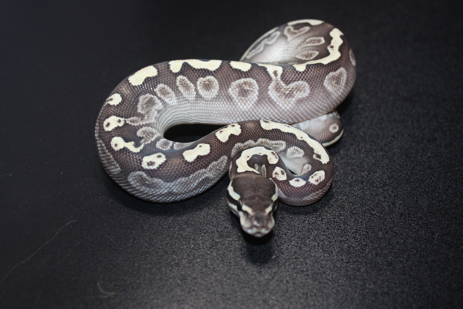 ($50 Shipping Credit) GHI Lesser 66% Clown Ball Python by Monkey Bottom ...