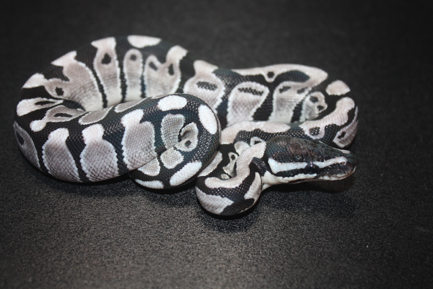 VPI Axanthic 66% Het Piebald Ball Python by Monkey Bottom Reptiles ...