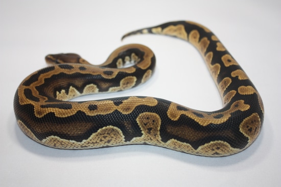 Dinker Ball Python by Monkey Bottom Reptiles