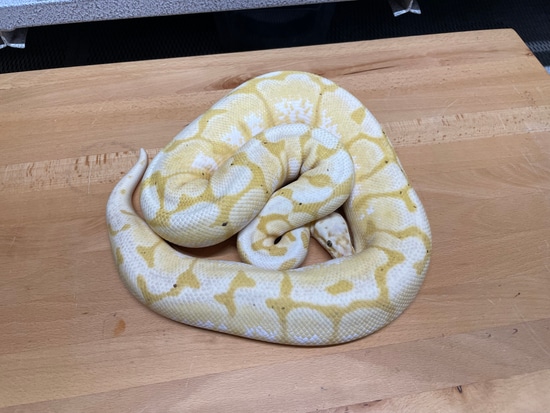 Banana Killer Bee Ball Python by United States of Reptilia
