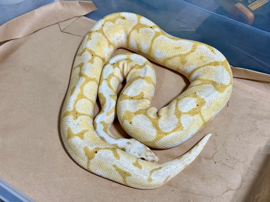Banana Killer Bee Ball Python by United States of Reptilia