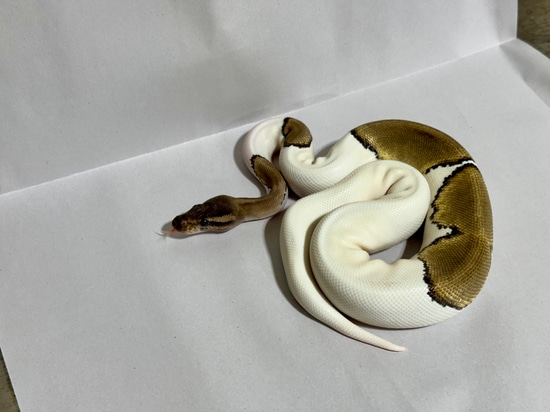 Mojave Piebald Ball Python by United States of Reptilia