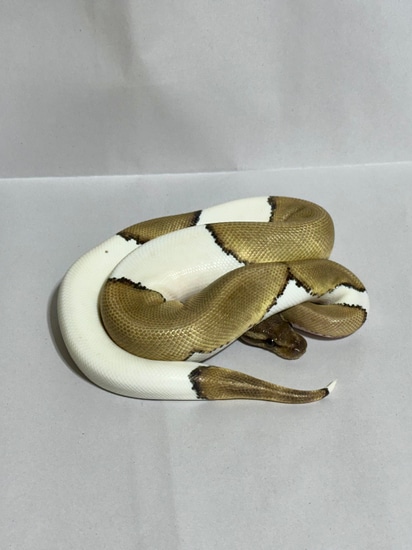 Mojave Piebald Ball Python by United States of Reptilia