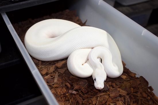 Blue Eyed Lucy Ball Python by United States of Reptilia