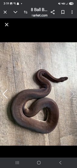 8 Ball Ball Python by Bama Ballz