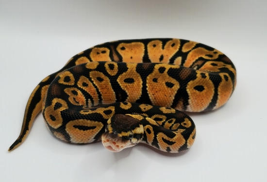 Pastel 50% Het Sunset Pos Het Ghost Ball Python by Breakfast Ball Pythons