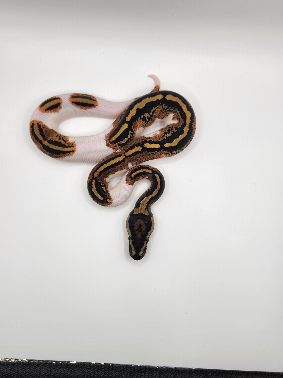 YB Pied Ball Python by Breakfast Ball Pythons - MorphMarket