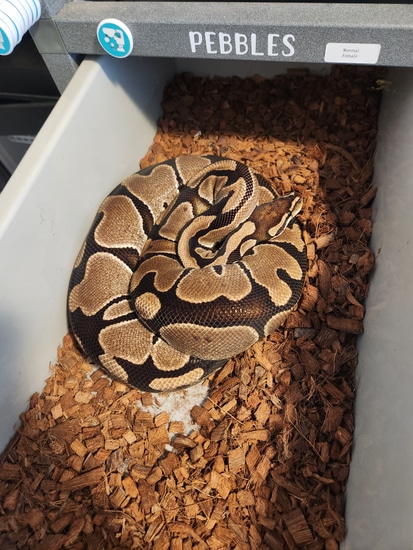 Proven Normal 2380g Ball Python by Breakfast Ball Pythons