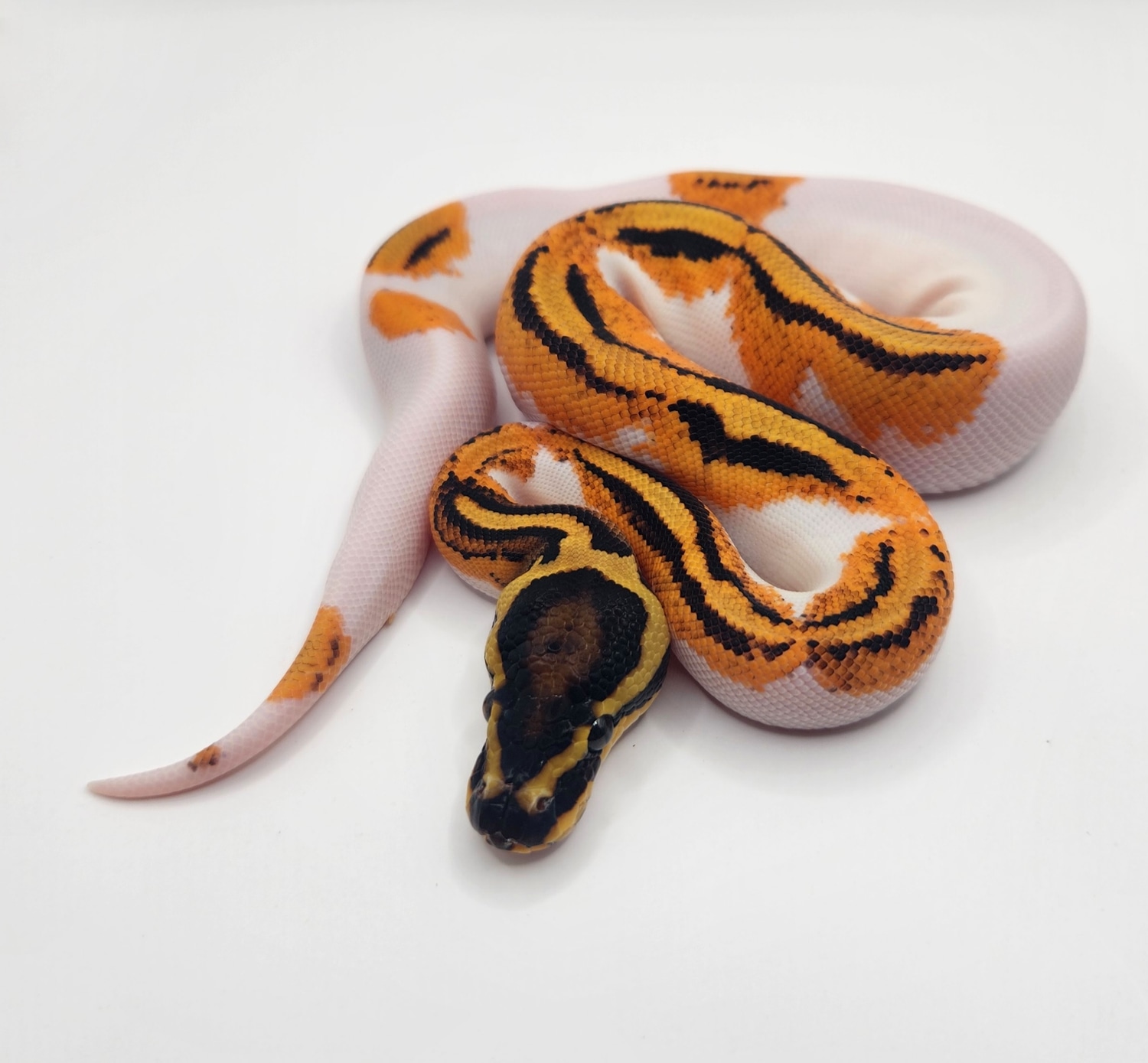 Orange Dream Yellow Belly Pied Ball Python by Breakfast Ball Pythons ...