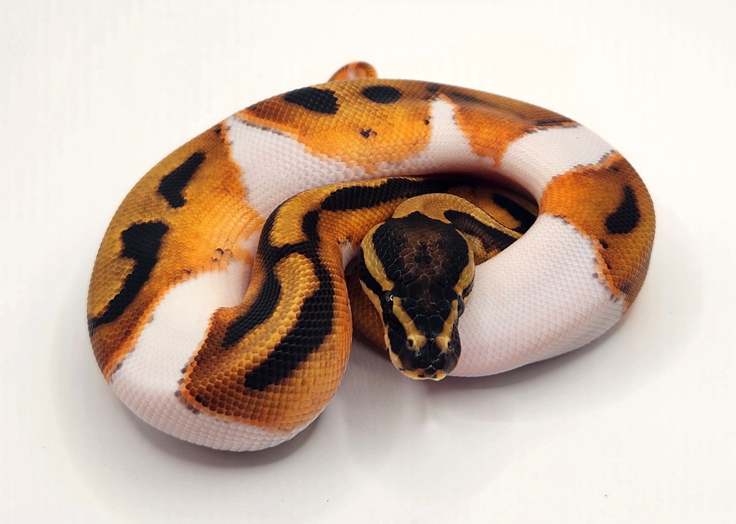 Orange Dream Piebald Ball Python by Breakfast Ball Pythons - MorphMarket