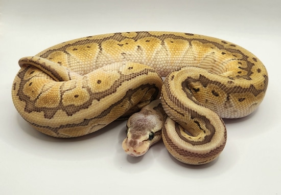 Pastel Butter Pinstripe Het Desert Ghost Ball Python by Breakfast Ball ...