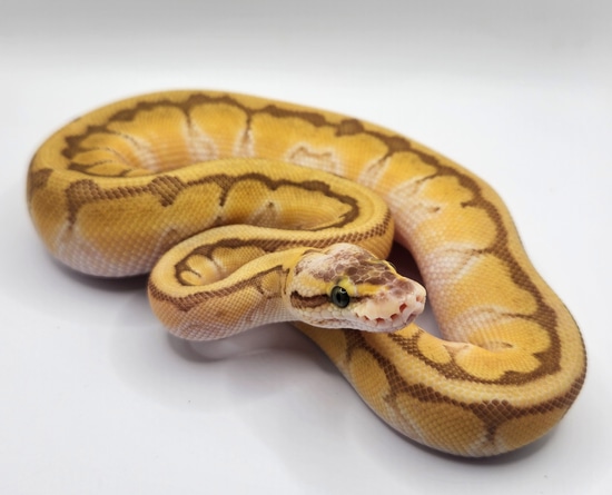 Butter Pastel Enchi Pinstripe Het Desert Ghost Ball Python by Breakfast ...