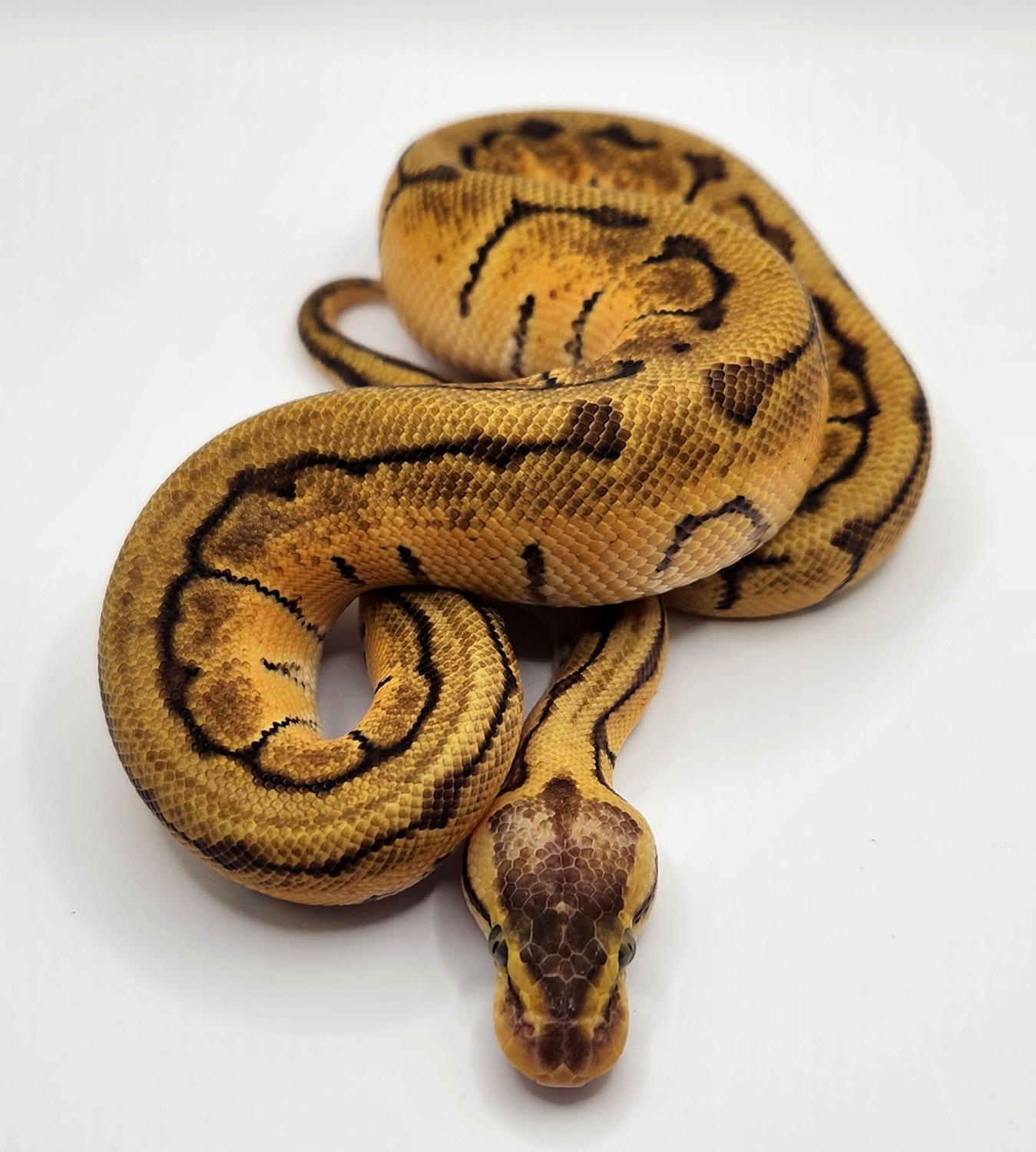 Pastel Pinstripe Het Desert Ghost Ball Python by Breakfast Ball Pythons - MorphMarket
