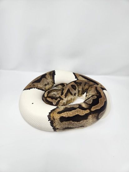 Proven Pied 2126 G Ball Python by Breakfast Ball Pythons