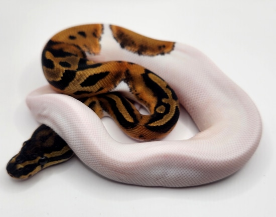 Piebald Ball Python by Breakfast Ball Pythons