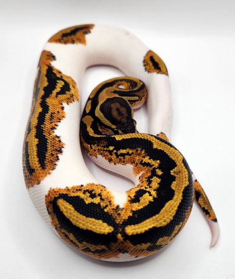 Yellow Belly Pied Ball Python by Breakfast Ball Pythons