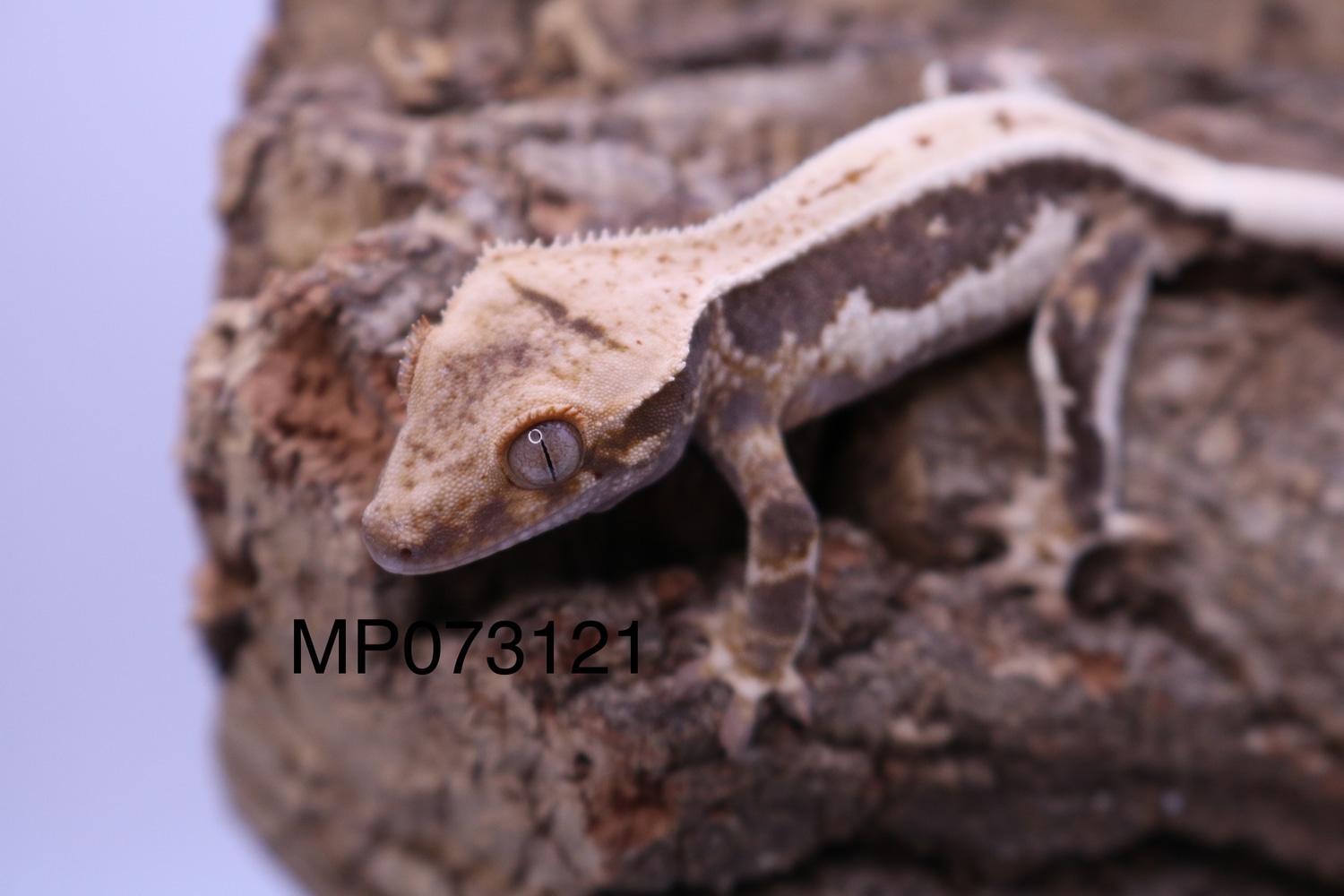 100% Het Axanthic Lilly White Crested Gecko by TaylorMade Geckos ...