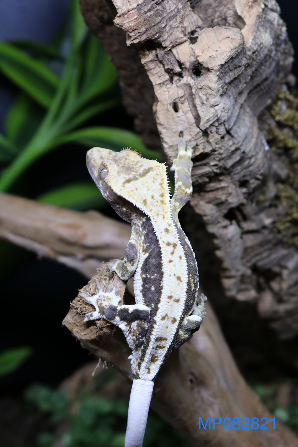 100% Het Axanthic Lilly White Crested Gecko by TaylorMade Geckos ...