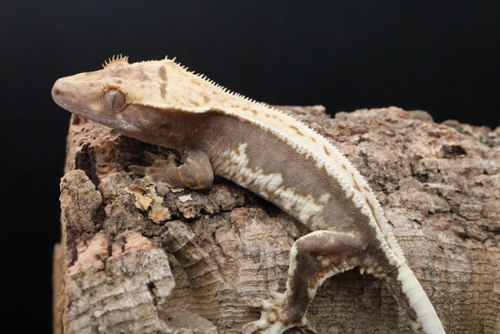 100% Het Axanthic Lilly White Crested Gecko by TaylorMade Geckos ...