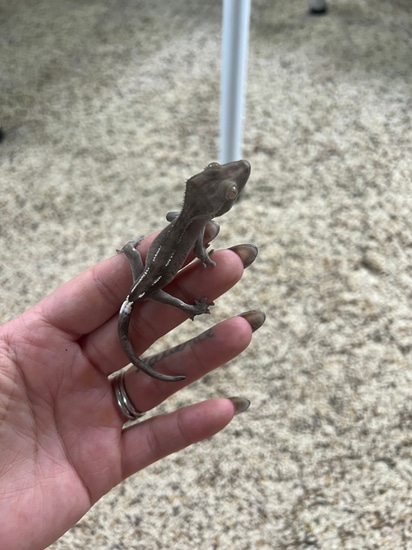 Visual Axanthic Crested Gecko by TaylorMade Geckos