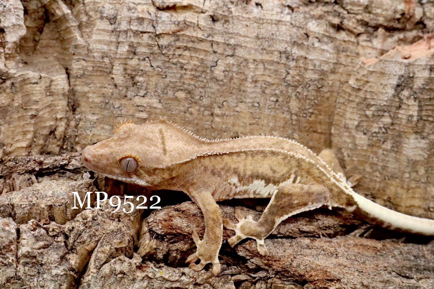 100% Het Axanthic Lilly White PORES VISIBLE Crested Gecko by TaylorMade ...