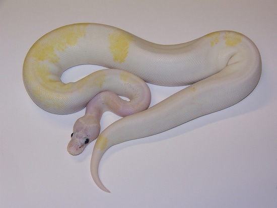 Super Sulfur Pastel (Pending) Ball Python by Taylor Made Morphs