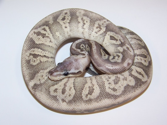 Silver Streak Sulfur Ball Python by Taylor Made Morphs
