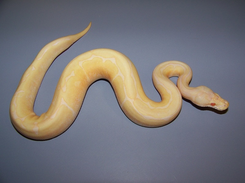 Spider Albino Ball Python by Taylor Made Morphs - MorphMarket