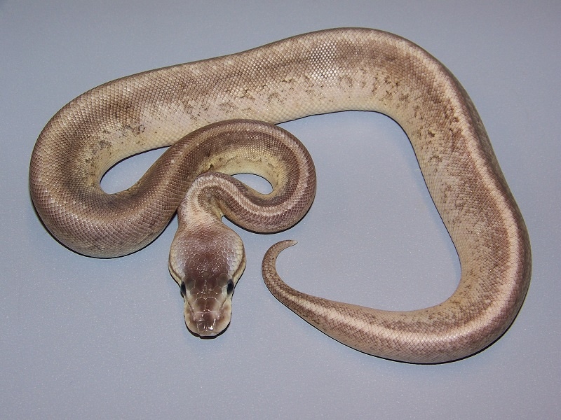 Pewter Blast Ball Python by Taylor Made Morphs - MorphMarket