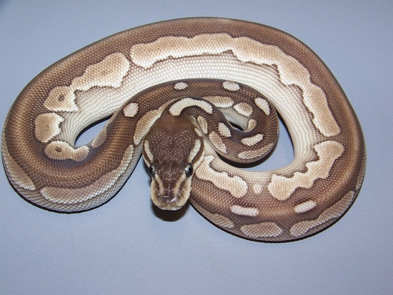 Lithium Ball Python by Taylor Made Morphs