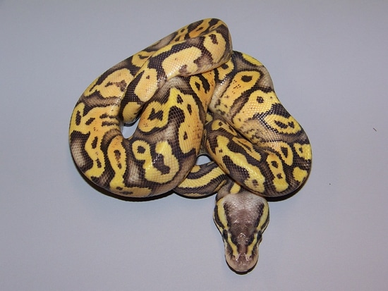 Super Pastel Gravel Or Spark Ball Python by Taylor Made Morphs