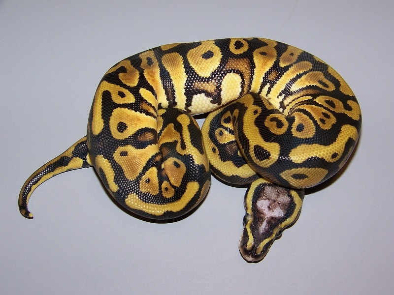 Pastel Scaleless Head Het Clown Ball Python by Taylor Made Morphs ...