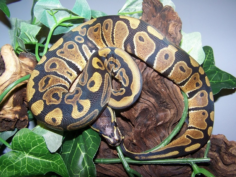 Scaleless Head Het Albino Ball Python by Taylor Made Morphs - MorphMarket