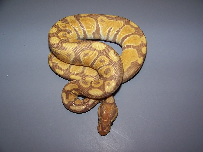 Ultramel Ball Python by Taylor Made Morphs - MorphMarket