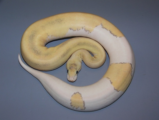 Cinnamon Champagne Fire Ball Python by Taylor Made Morphs