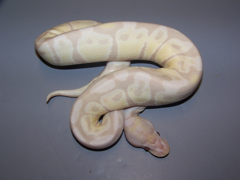 VPI Lavender Snow Ball Python by Taylor Made Morphs - MorphMarket