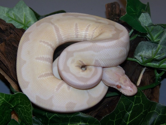 2020 VPI Lavender Snow Ball Python by Taylor Made Morphs