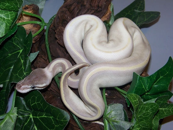 Mystic Mojave Ball Python by Taylor Made Morphs