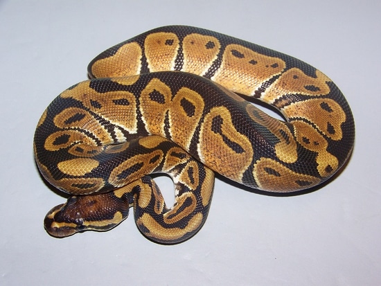 Het Toffee Ball Python by Taylor Made Morphs